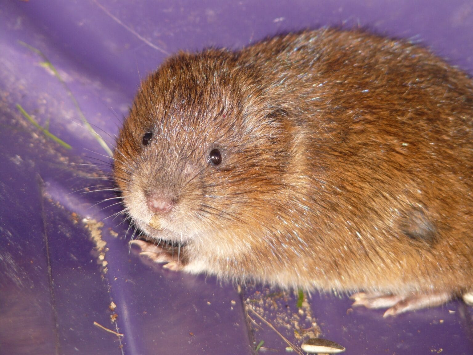 🐭 Astuces pour reconnaître et éliminer les rats taupiers